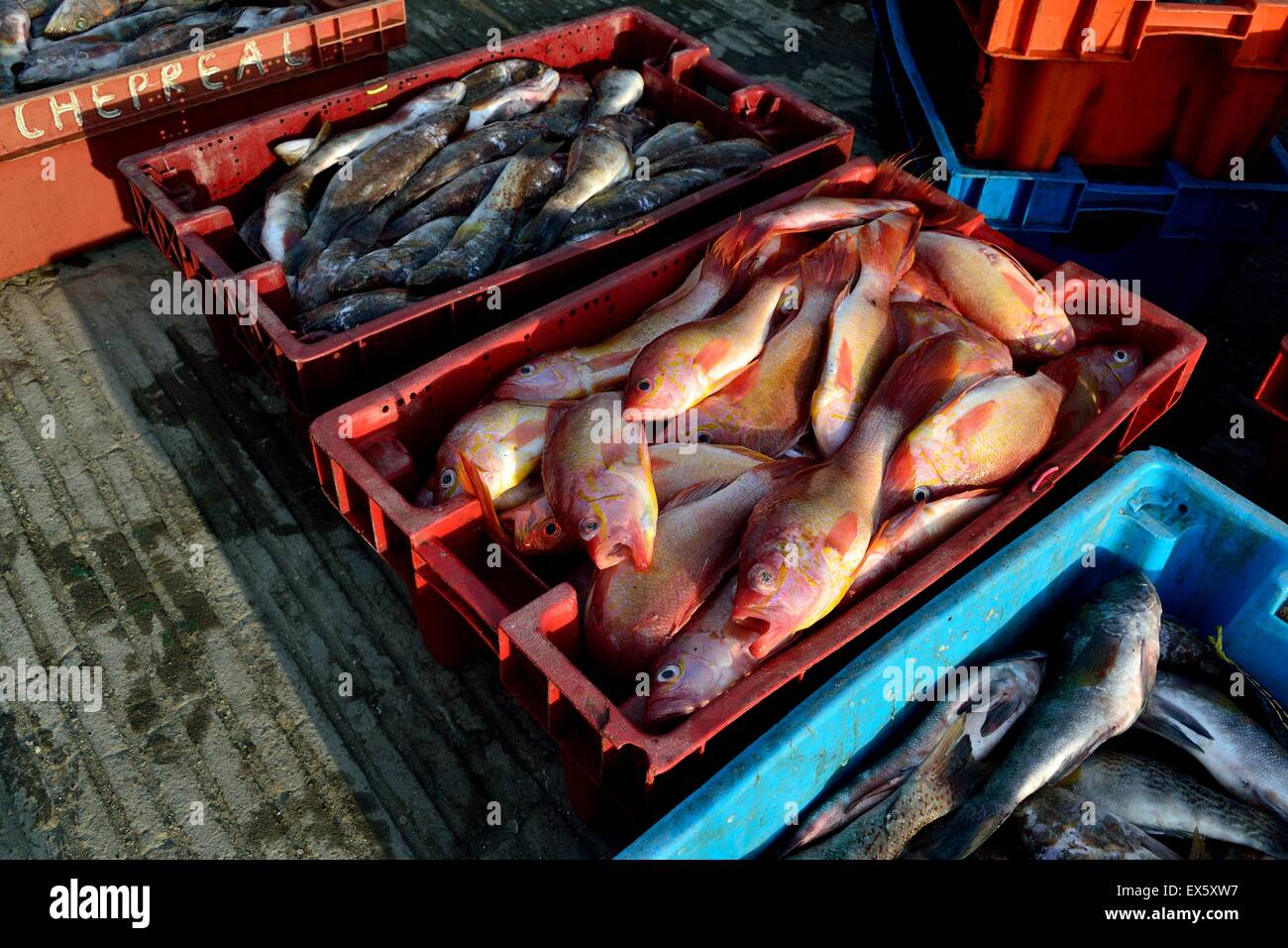 Gallo fish - Port in PUERTO PIZARRO. Department of Tumbes .PERU Stock ...