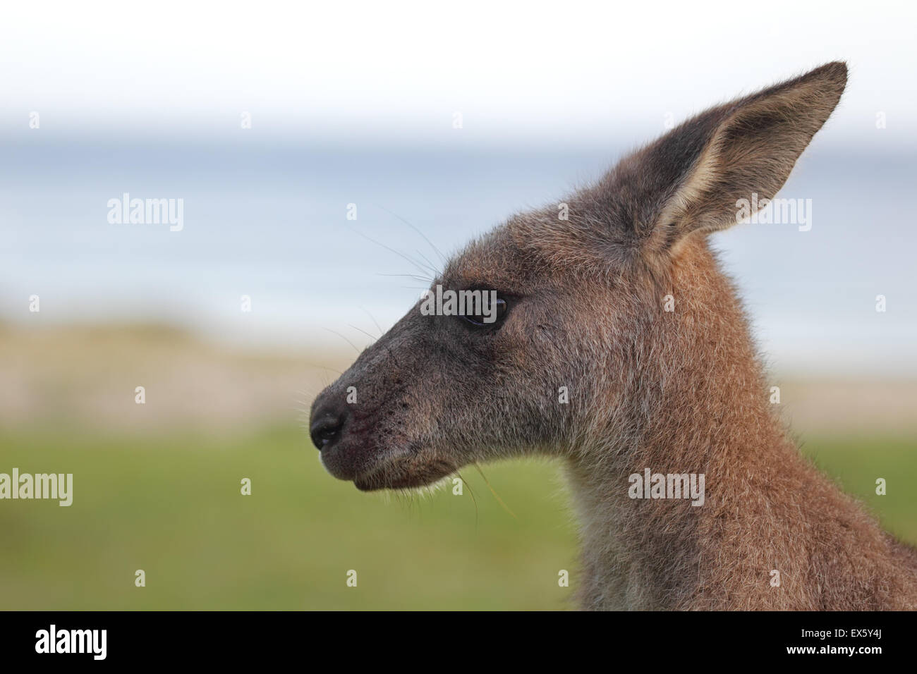 Kangaroo Close Up High Resolution Stock Photography and Images - Alamy