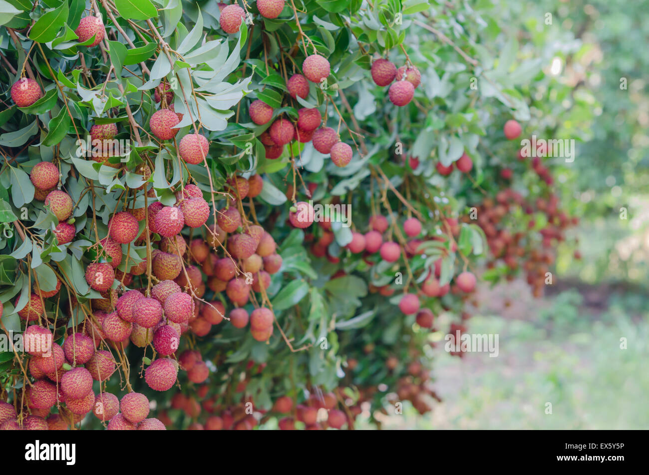 fresh lychee on tree in lychee orchard Stock Photo - Alamy