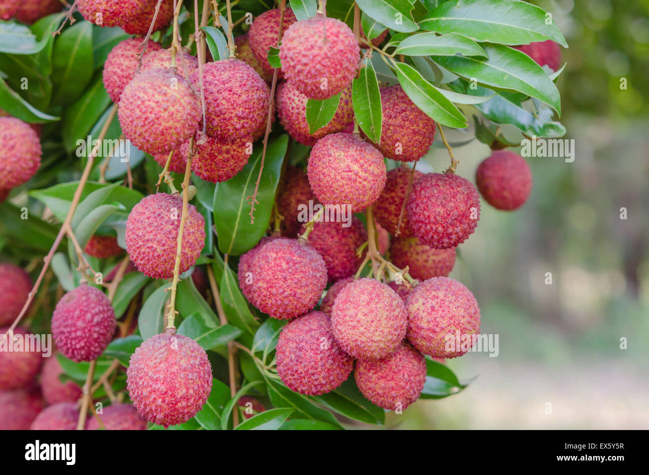 fresh lychee on tree in lychee orchard Stock Photo - Alamy