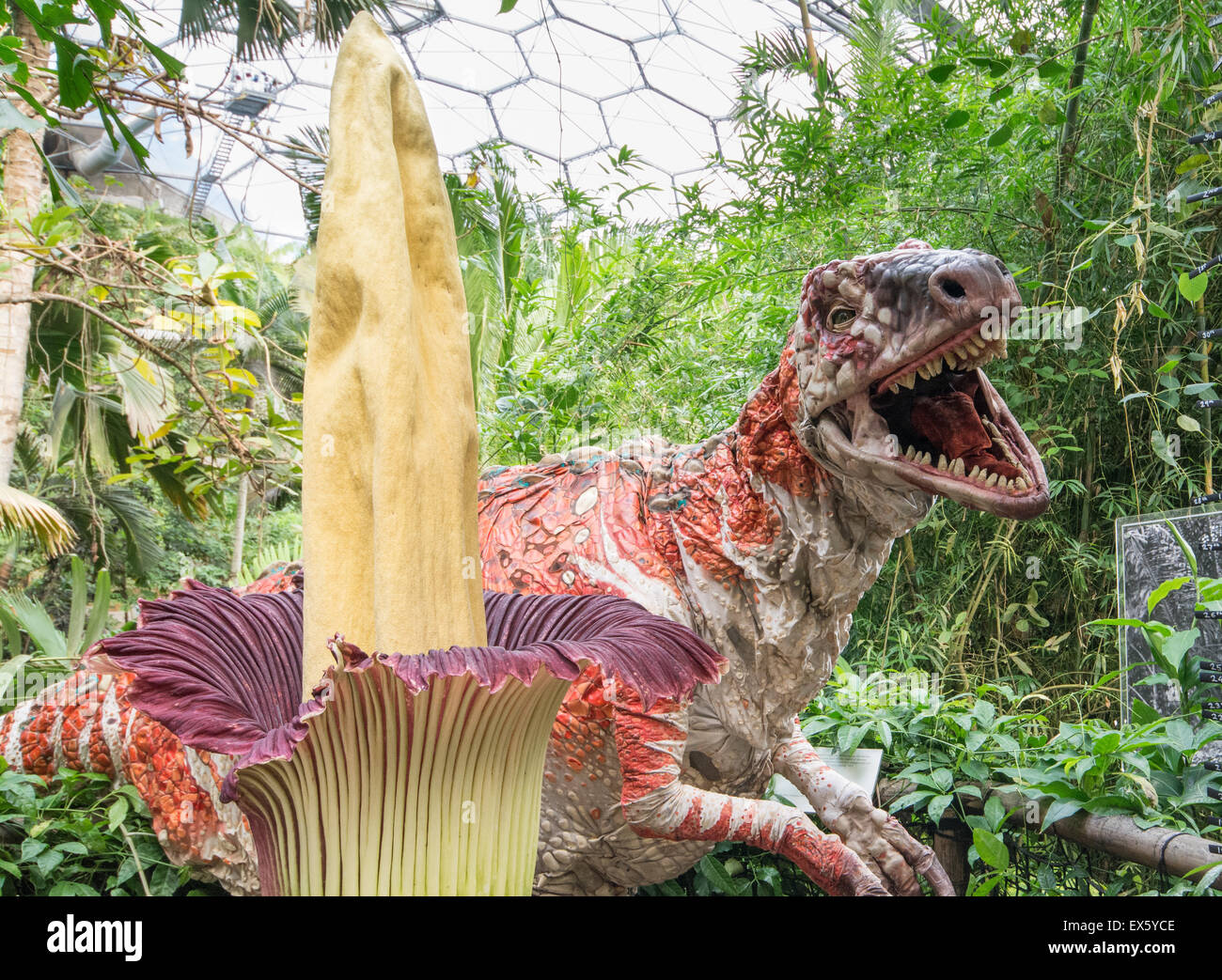 Titan Arum and dinosaur at Eden project Stock Photo - Alamy