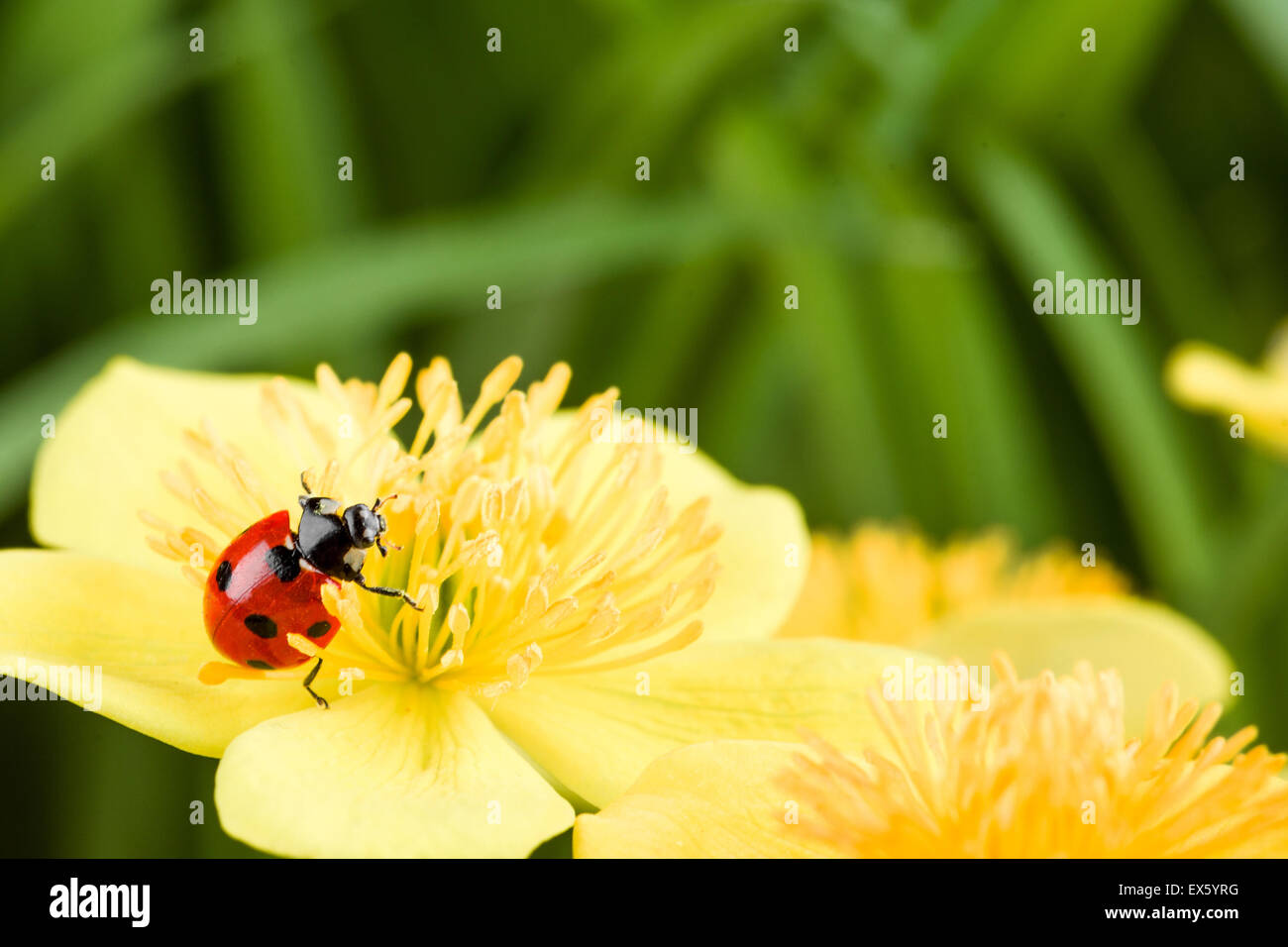 Ladybug on a yellow flower Stock Photo - Alamy