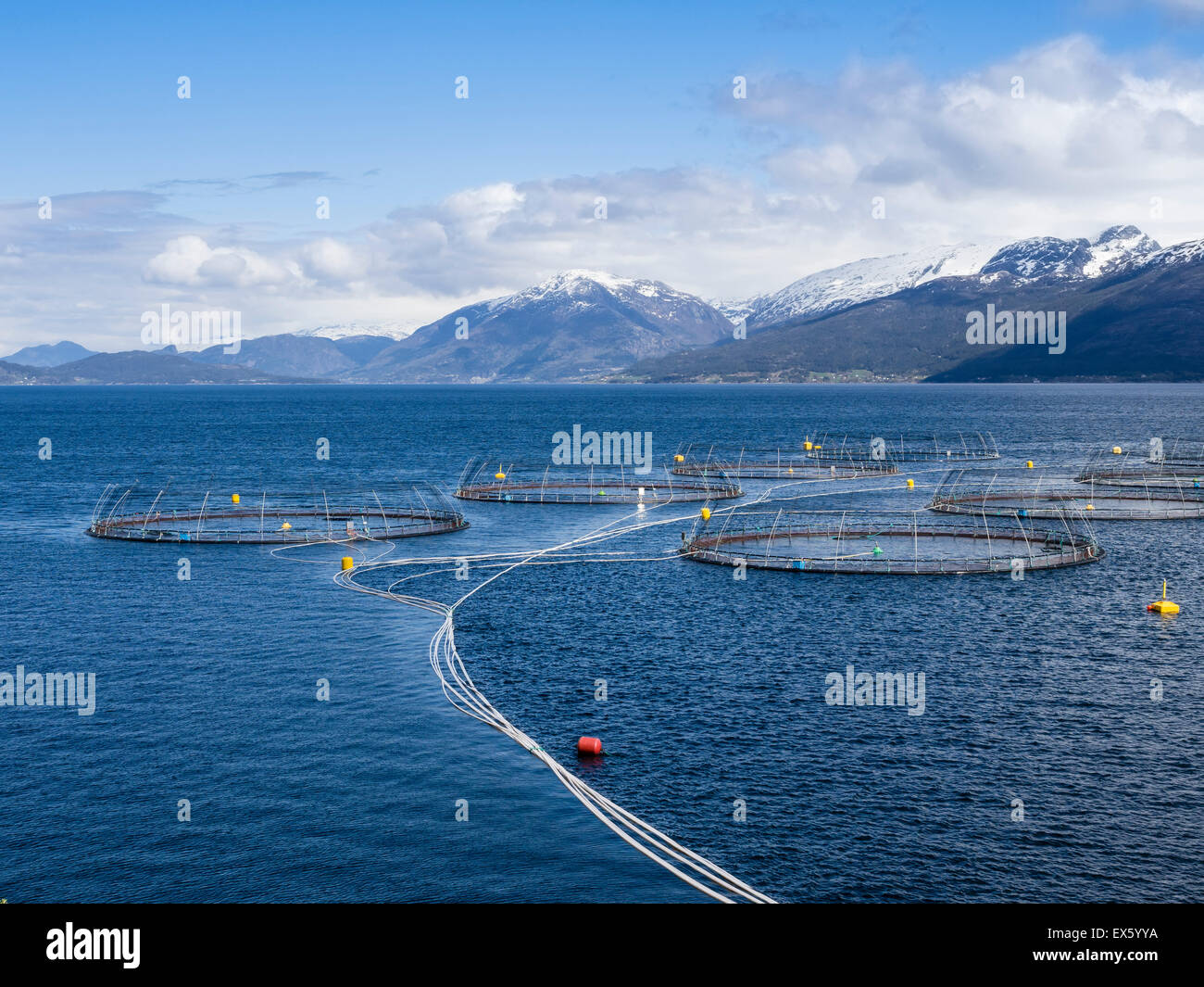Fish farm, salmon, aquaculture in the Hardanger fjord, Hardanger ...