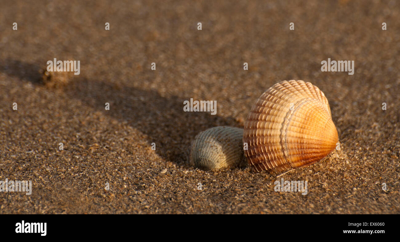 Seashells on sand Stock Photo - Alamy
