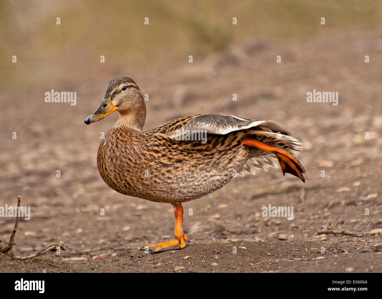 Mallard Duck stretching her leg Stock Photo - Alamy
