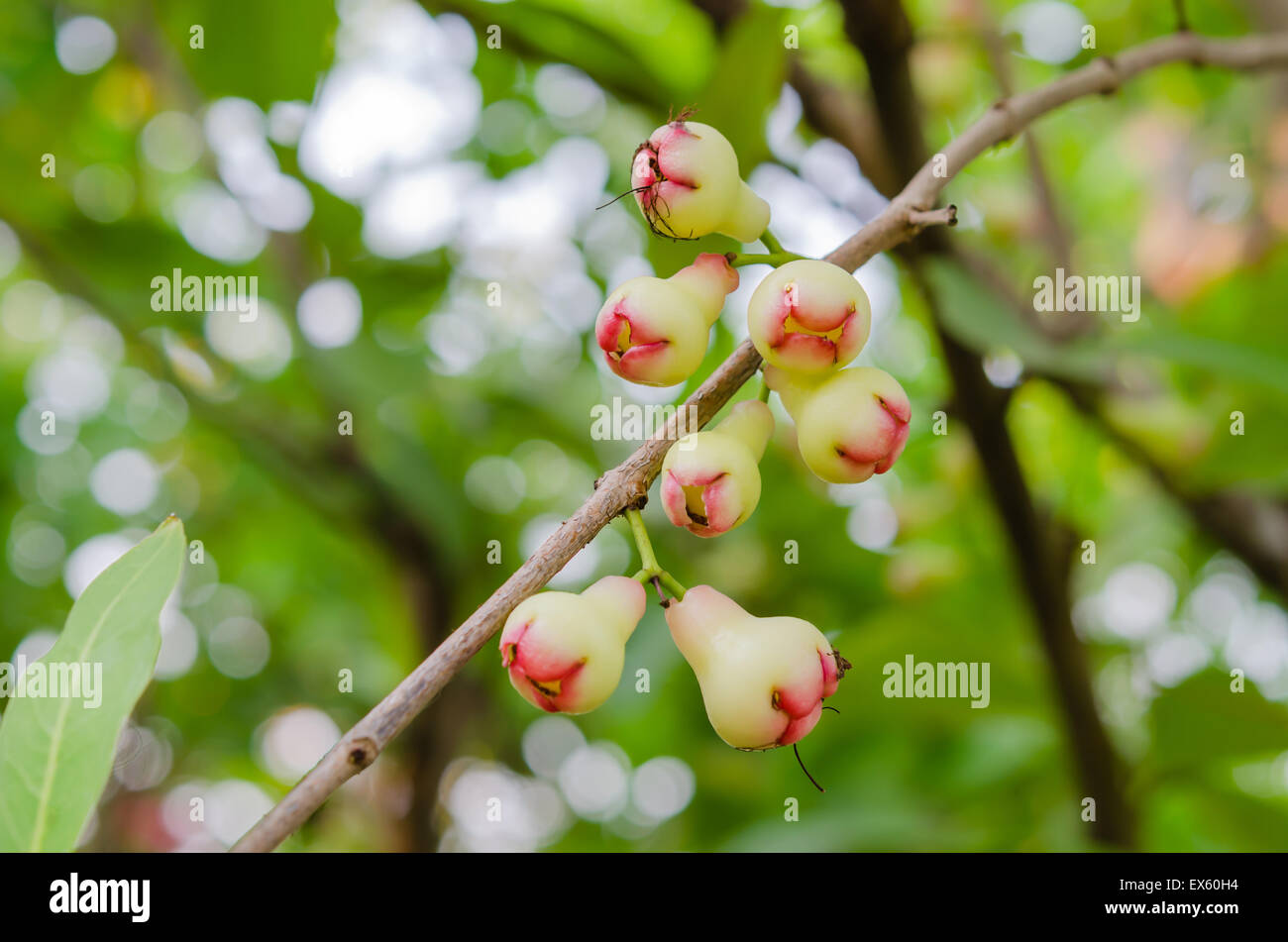 Asian apples tree hi-res stock photography and images - Alamy
