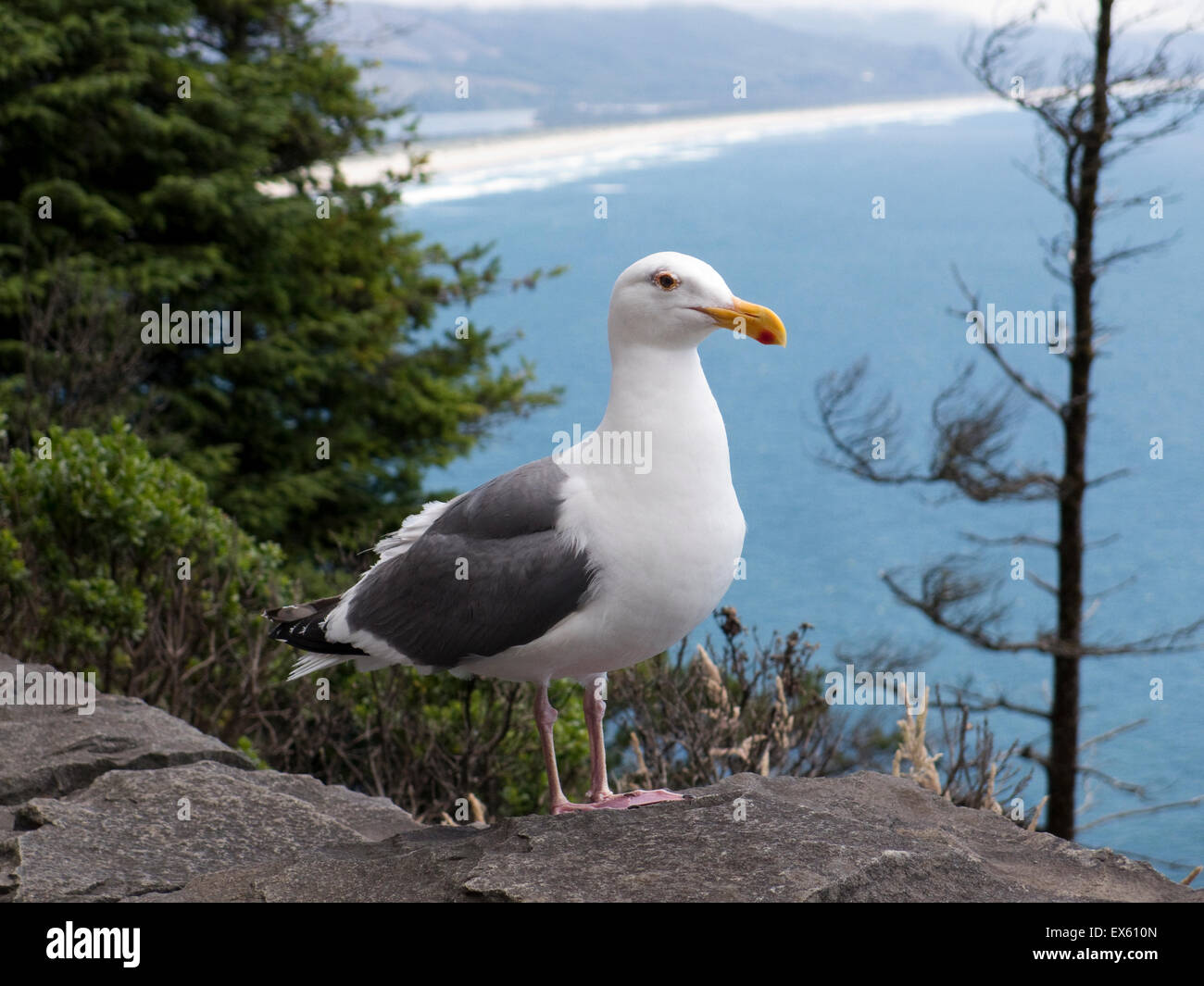 Jurassic Coast, Oregon, USA. Seagull on a wall overlooking the Pacific ...