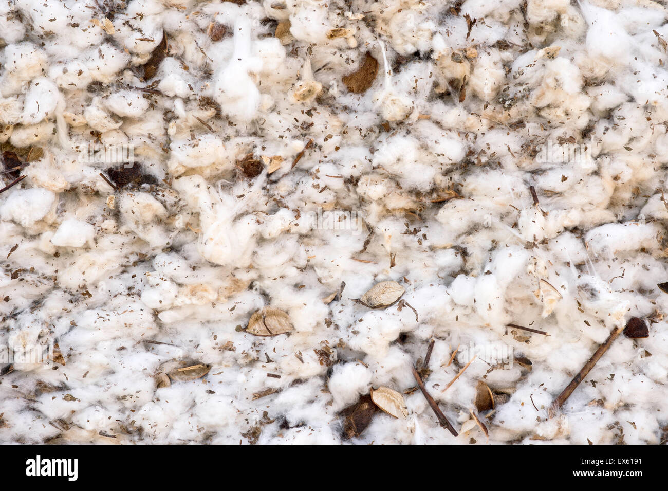 Bulk cotton harvested and stacked on a farm in West Texas Stock Photo ...