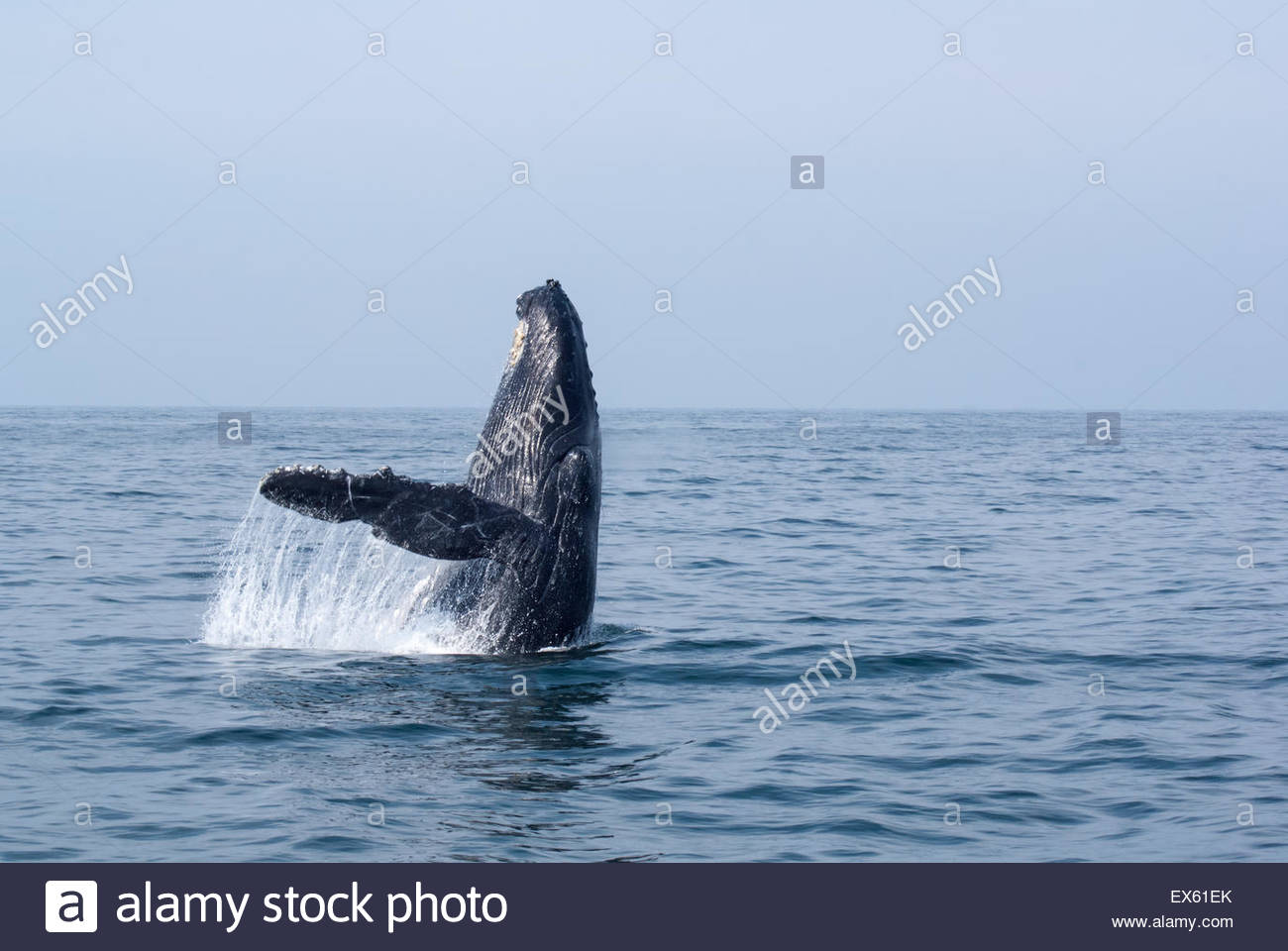 Blue Whale Breaching High Resolution Stock Photography and Images - Alamy