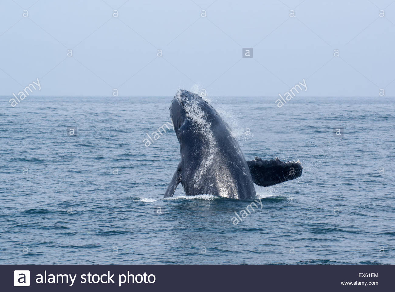 Blue Whale Breaching High Resolution Stock Photography and Images - Alamy