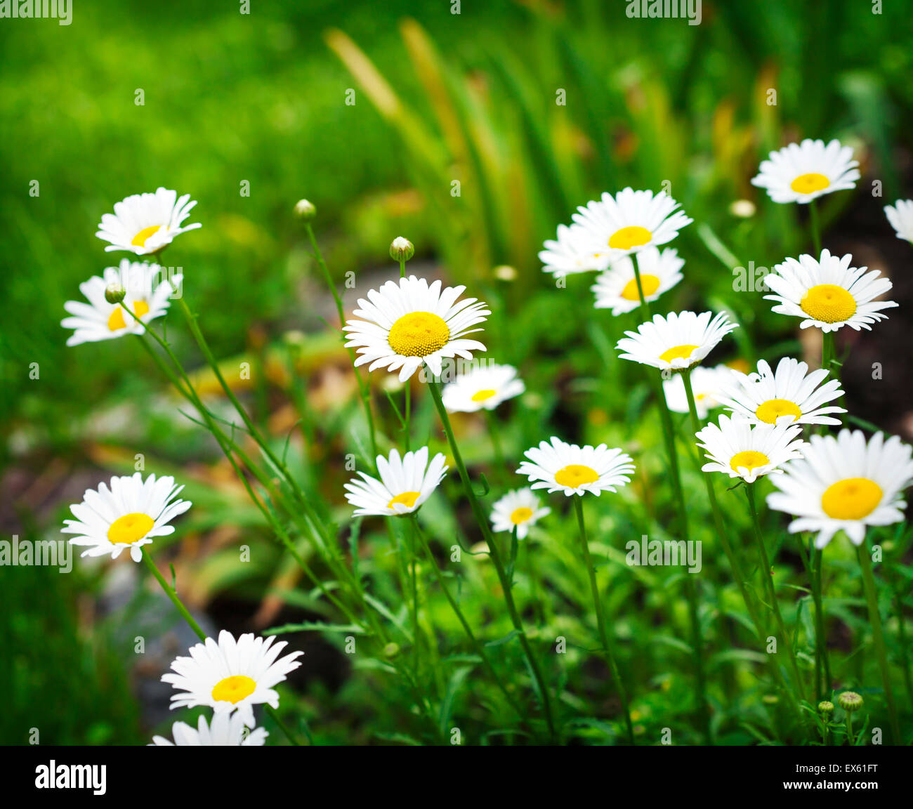 Chamomile flowers at sunset hi-res stock photography and images - Alamy