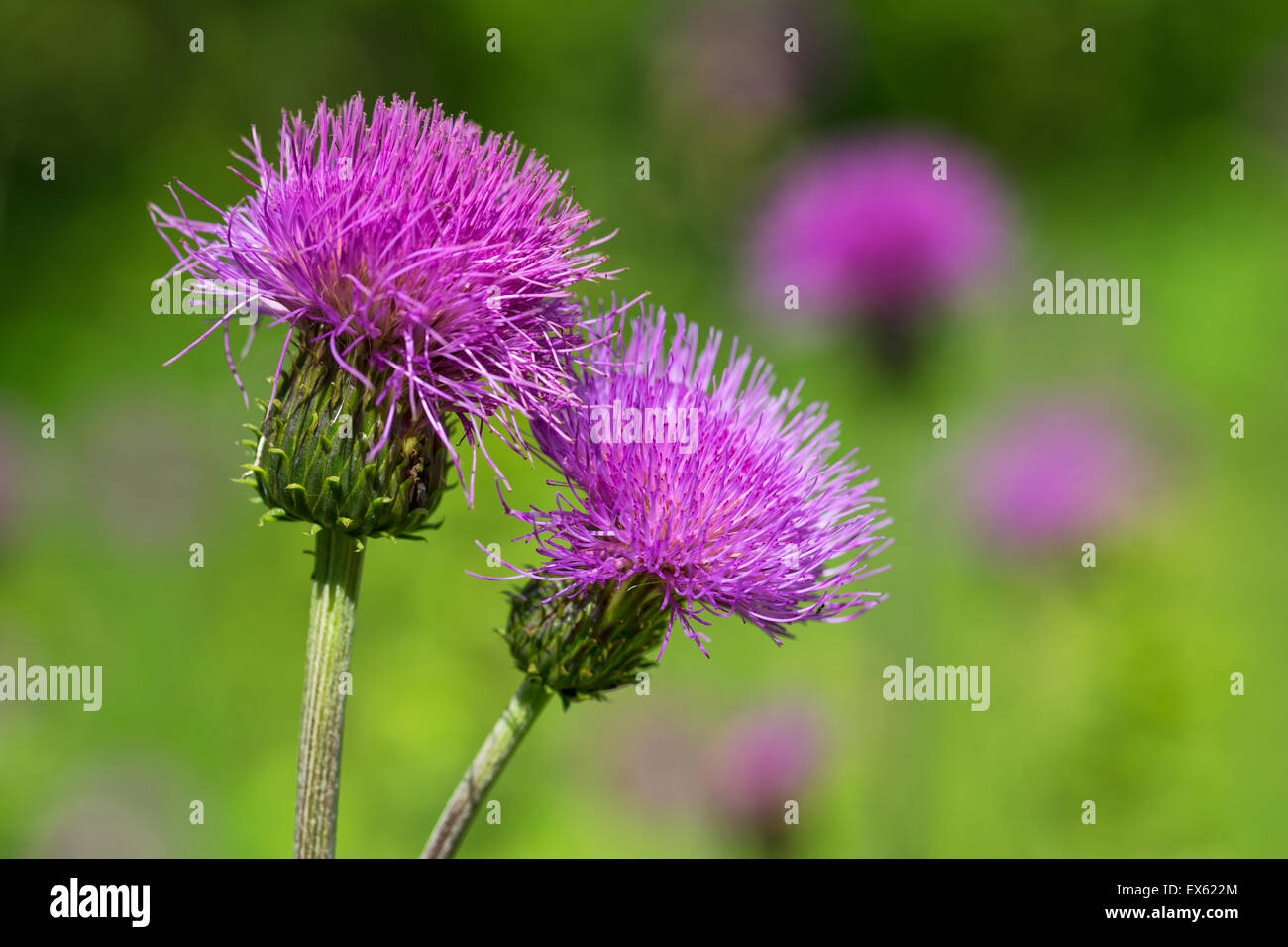 Pink thistles hi-res stock photography and images - Alamy
