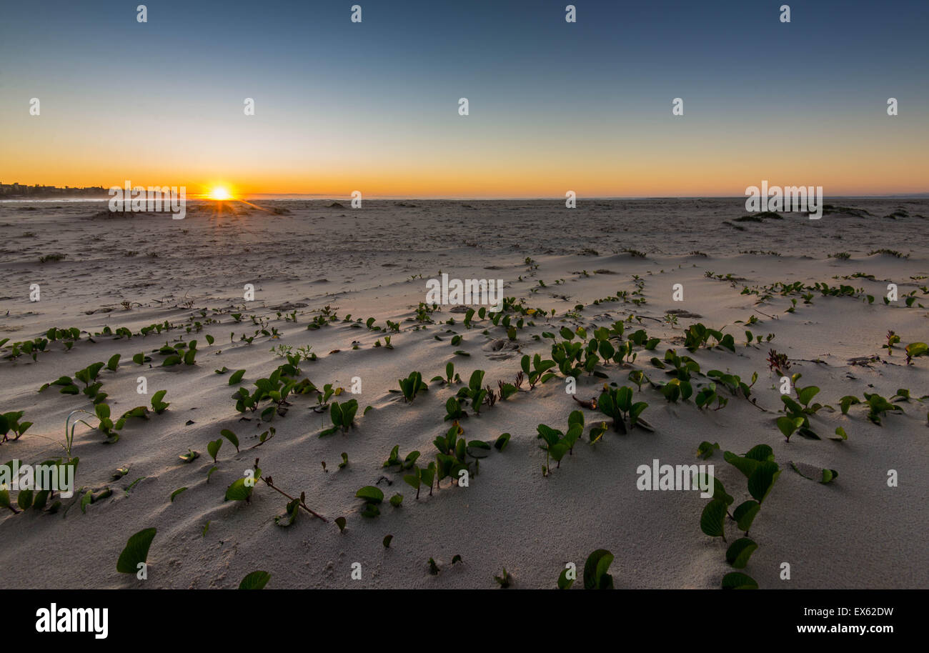 sunrising over sand plains on the beach Stock Photo - Alamy