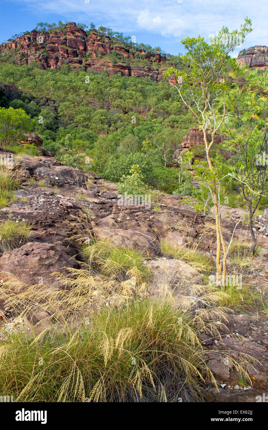 Summit plateau on Nourlangie Rock, Kakadu National Park Stock Photo - Alamy