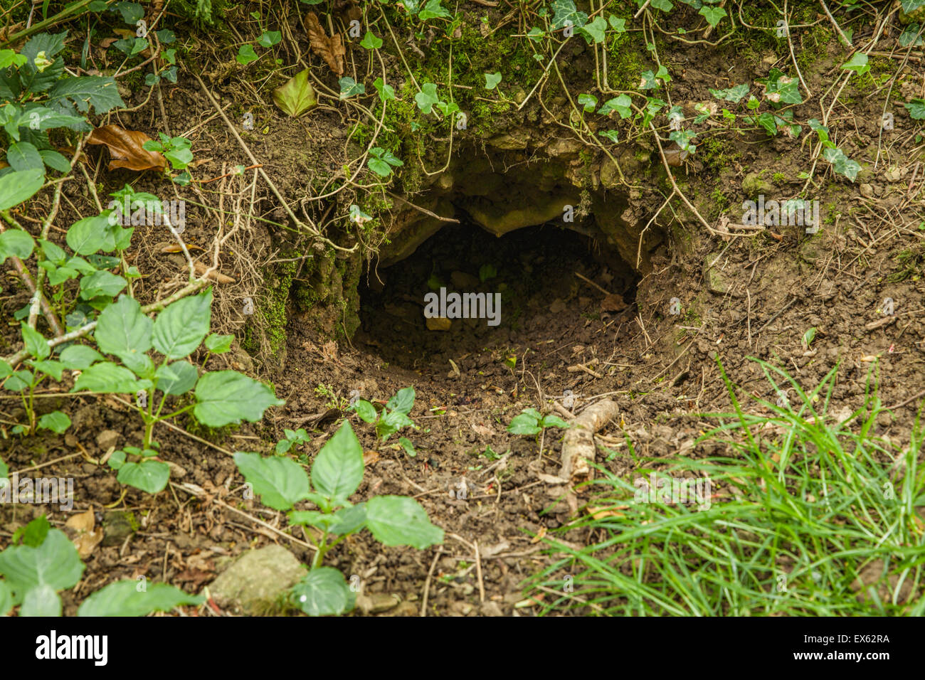Badger set sett hi-res stock photography and images - Alamy