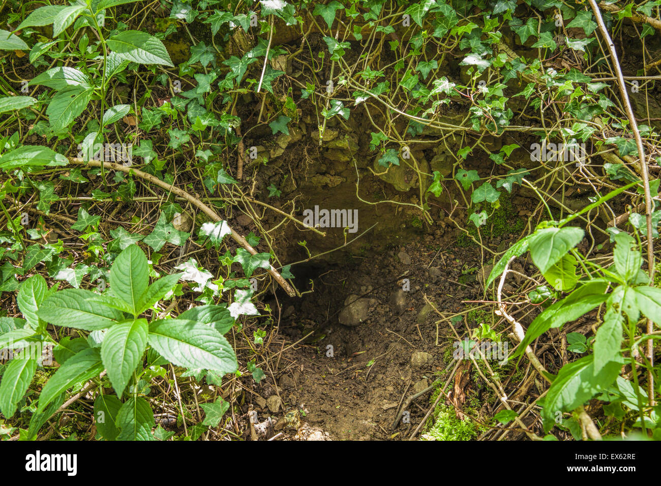 Badger sett or set - the home or den of a badger Stock Photo - Alamy