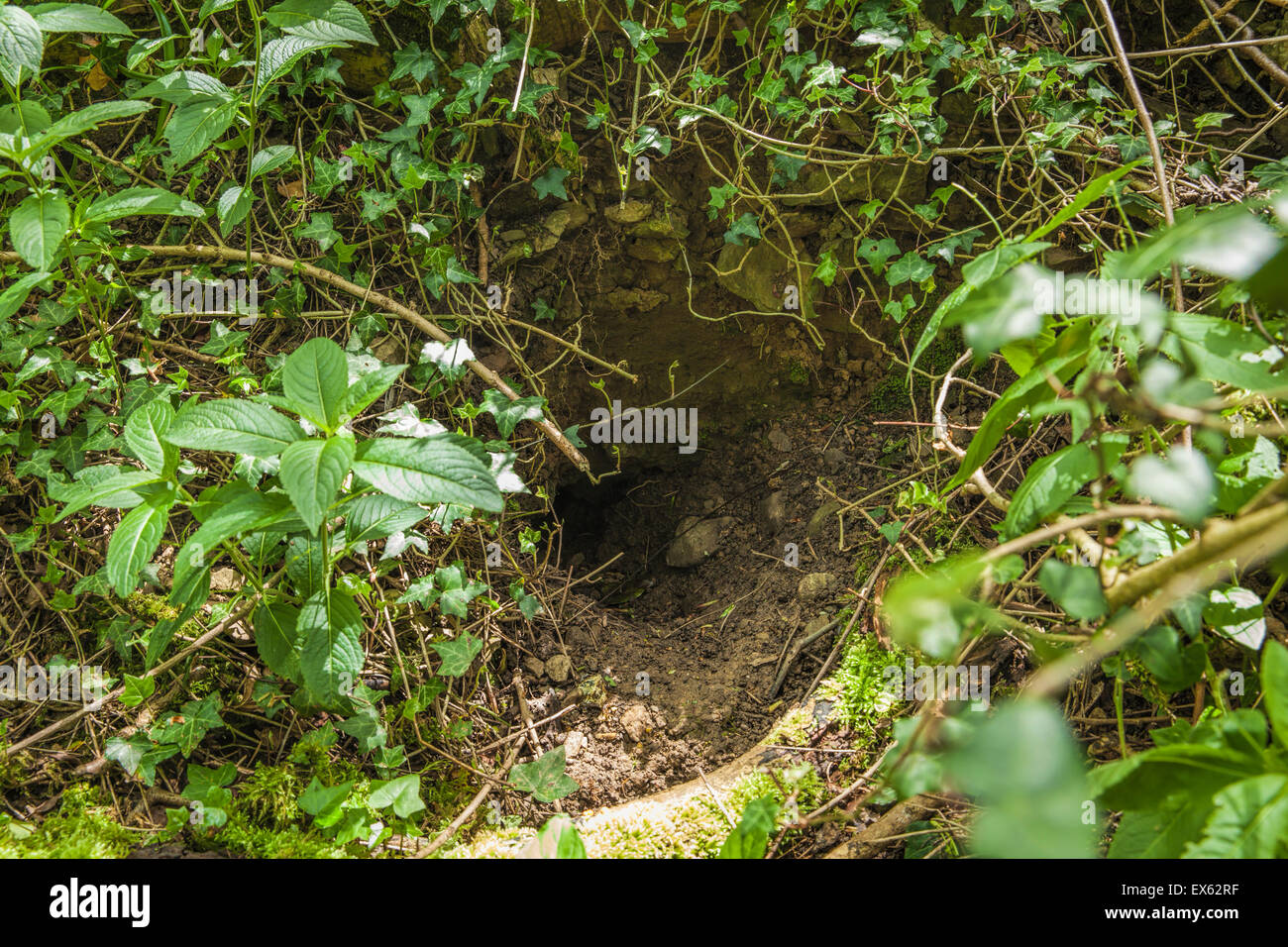 Badger sett or set - the home or den of a badger Stock Photo - Alamy
