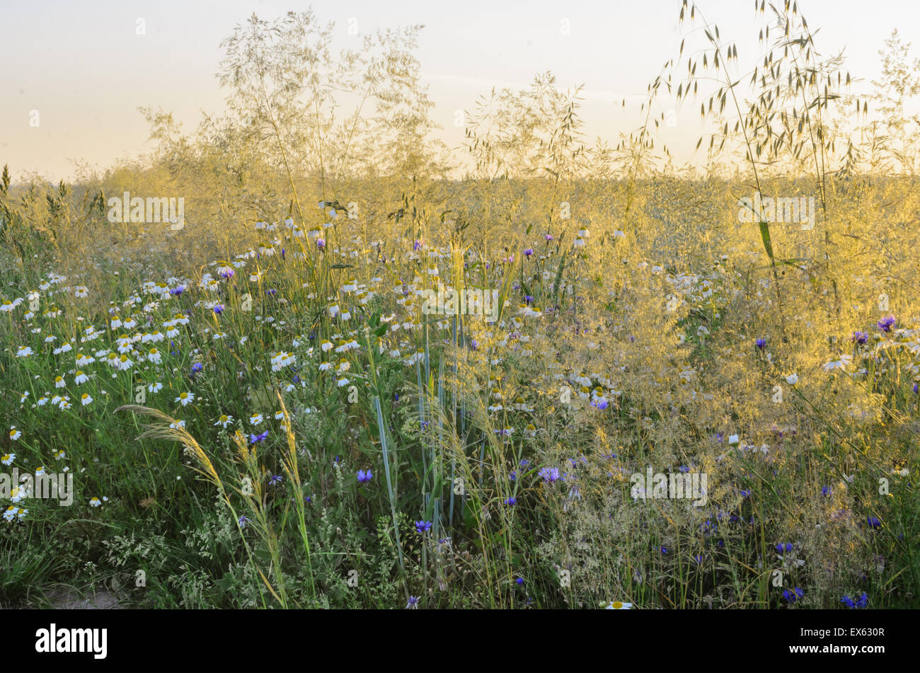 summer meadow with wild flowers Stock Photo - Alamy