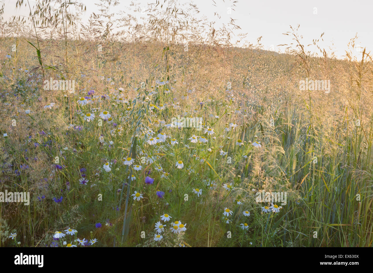 Summer wildflowers wild flowers hi-res stock photography and images - Alamy