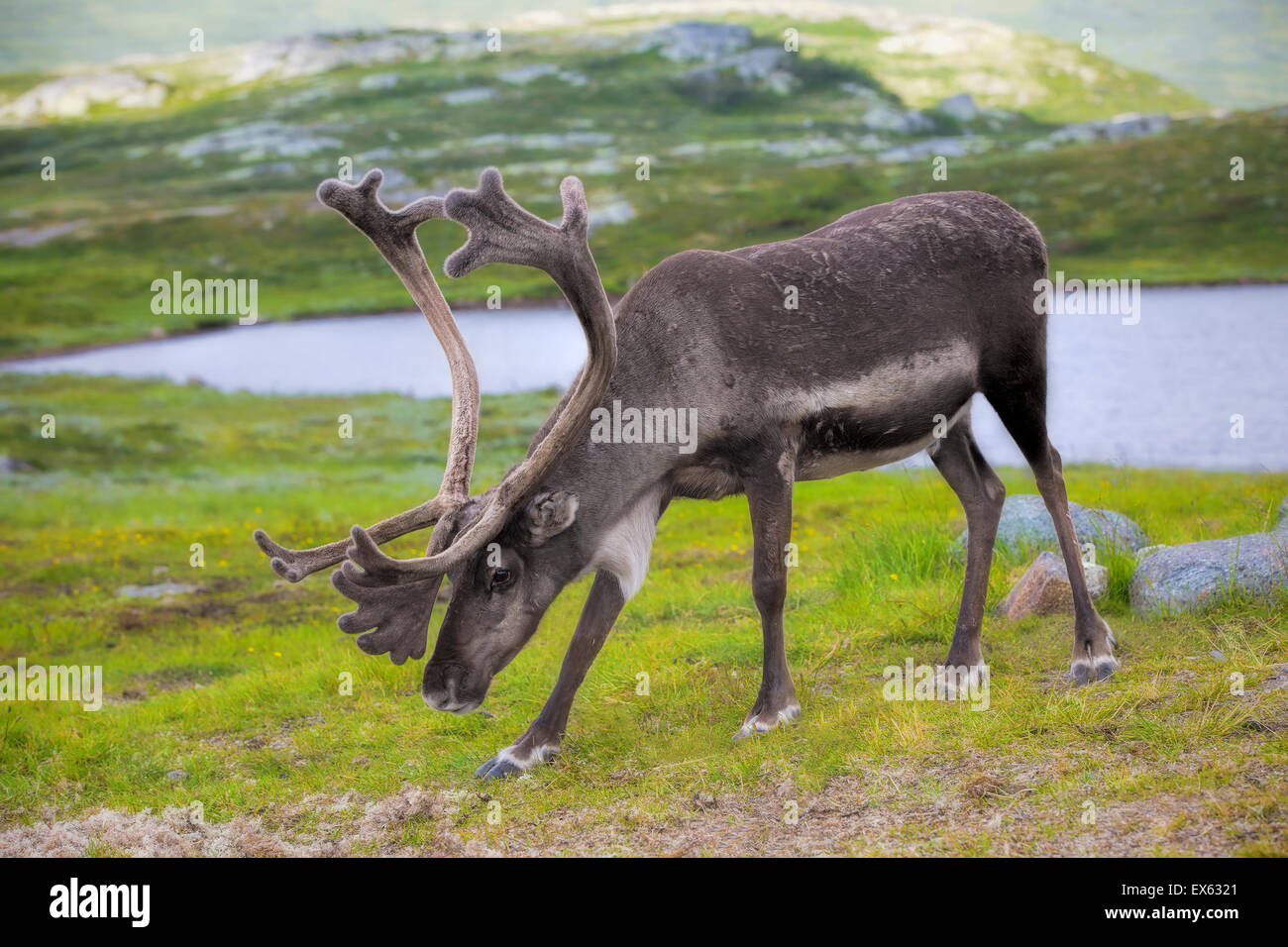 Reindeer stone hi-res stock photography and images - Alamy