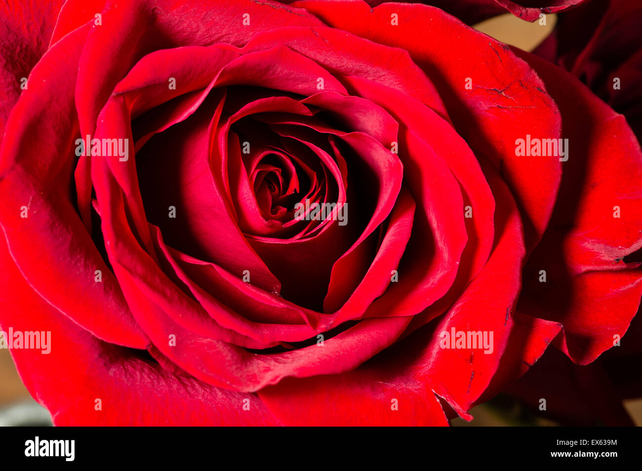 Single red rose showing bright petal detail Stock Photo - Alamy