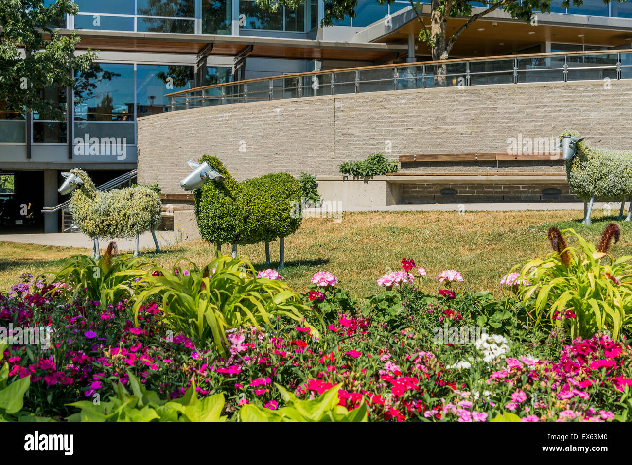 Topiary sheep topiary sheep hi-res stock photography and images - Alamy