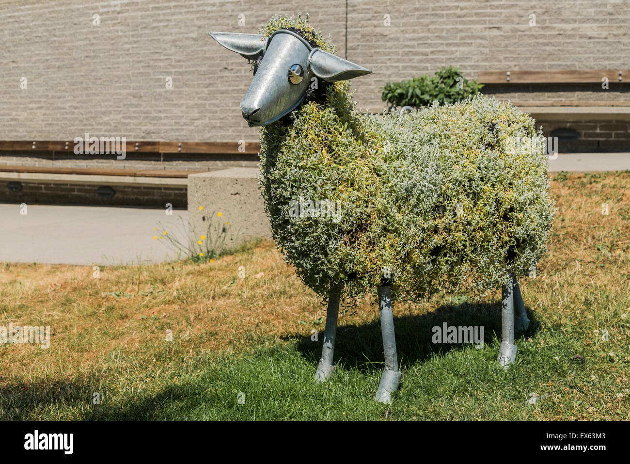 Topiary sheep, Burnaby, British Columbia, Canada Stock Photo - Alamy