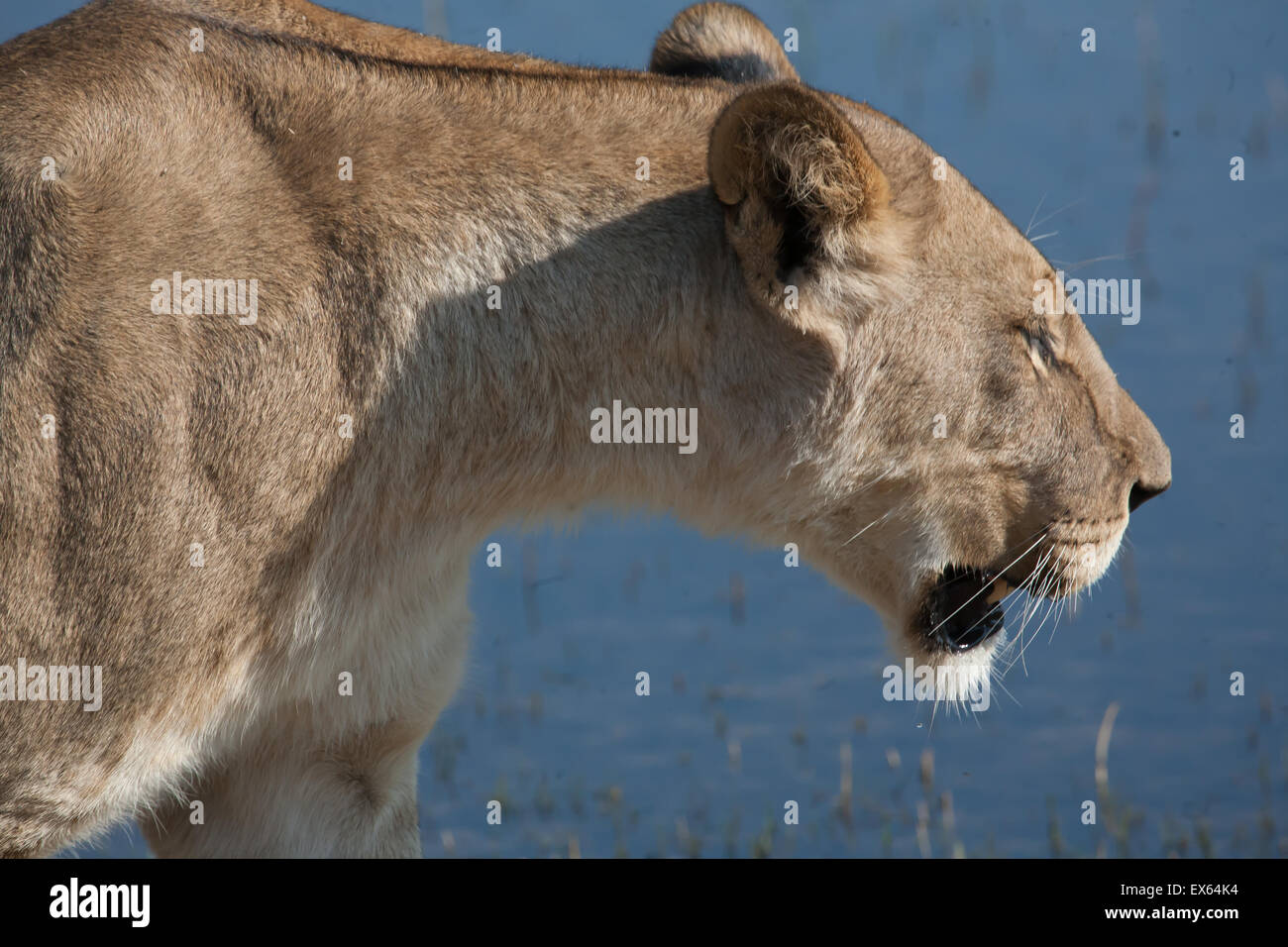 Lioness game park in hi-res stock photography and images - Alamy
