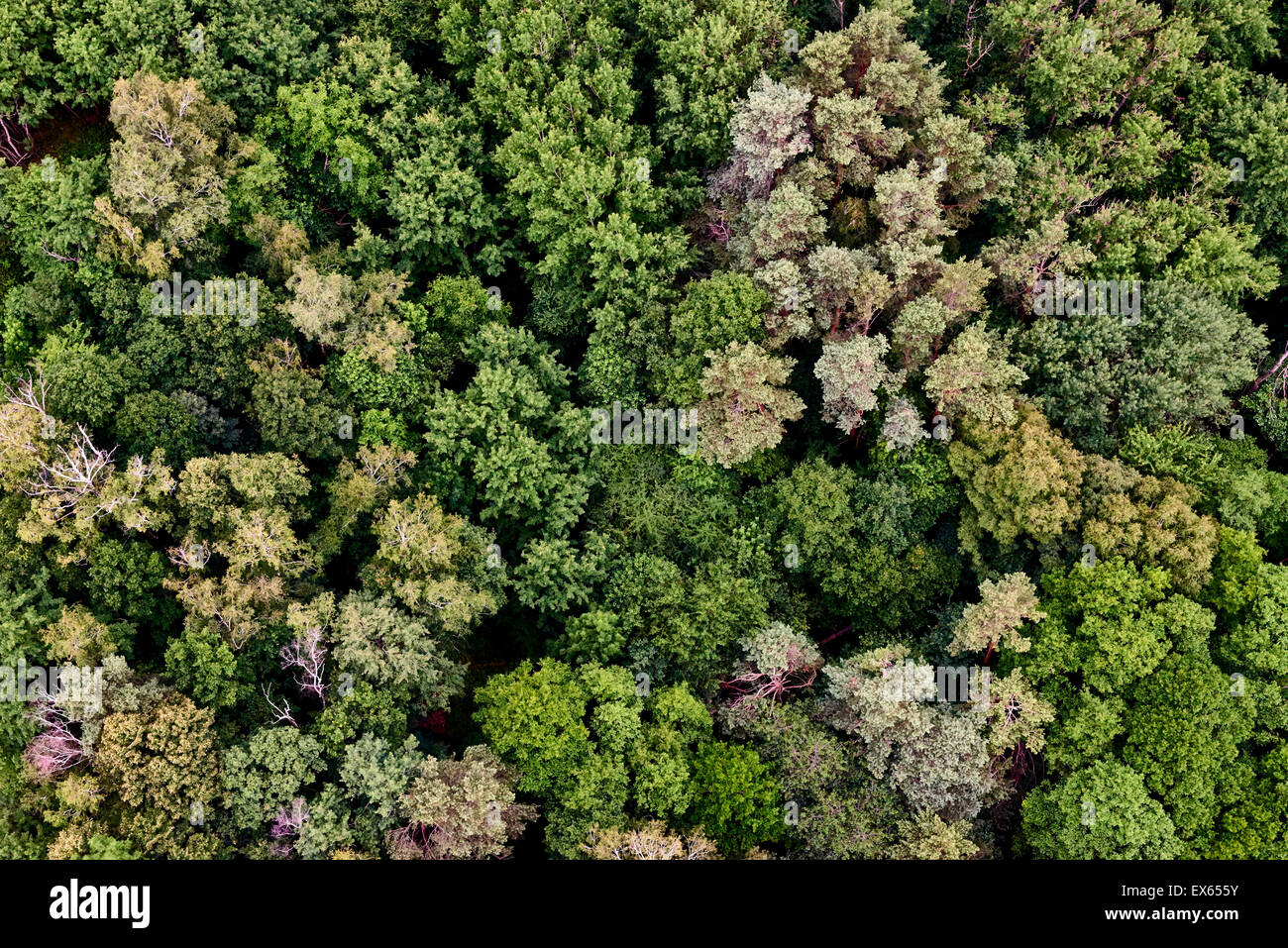 Aerial view of forest trees, background, pattern, woodland Stock Photo ...