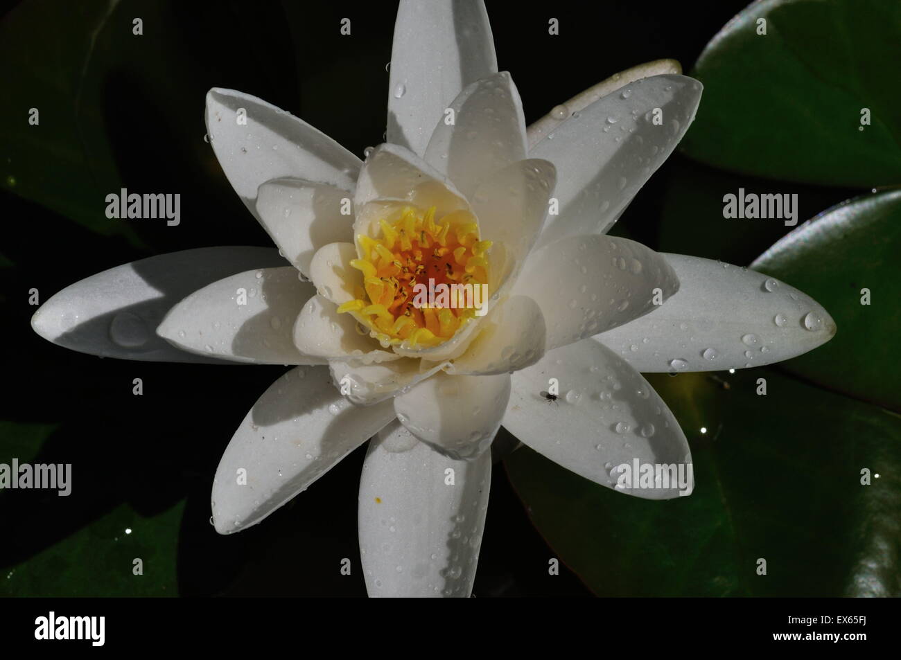 Water Lily Nymphaeaceae Stock Photo - Alamy
