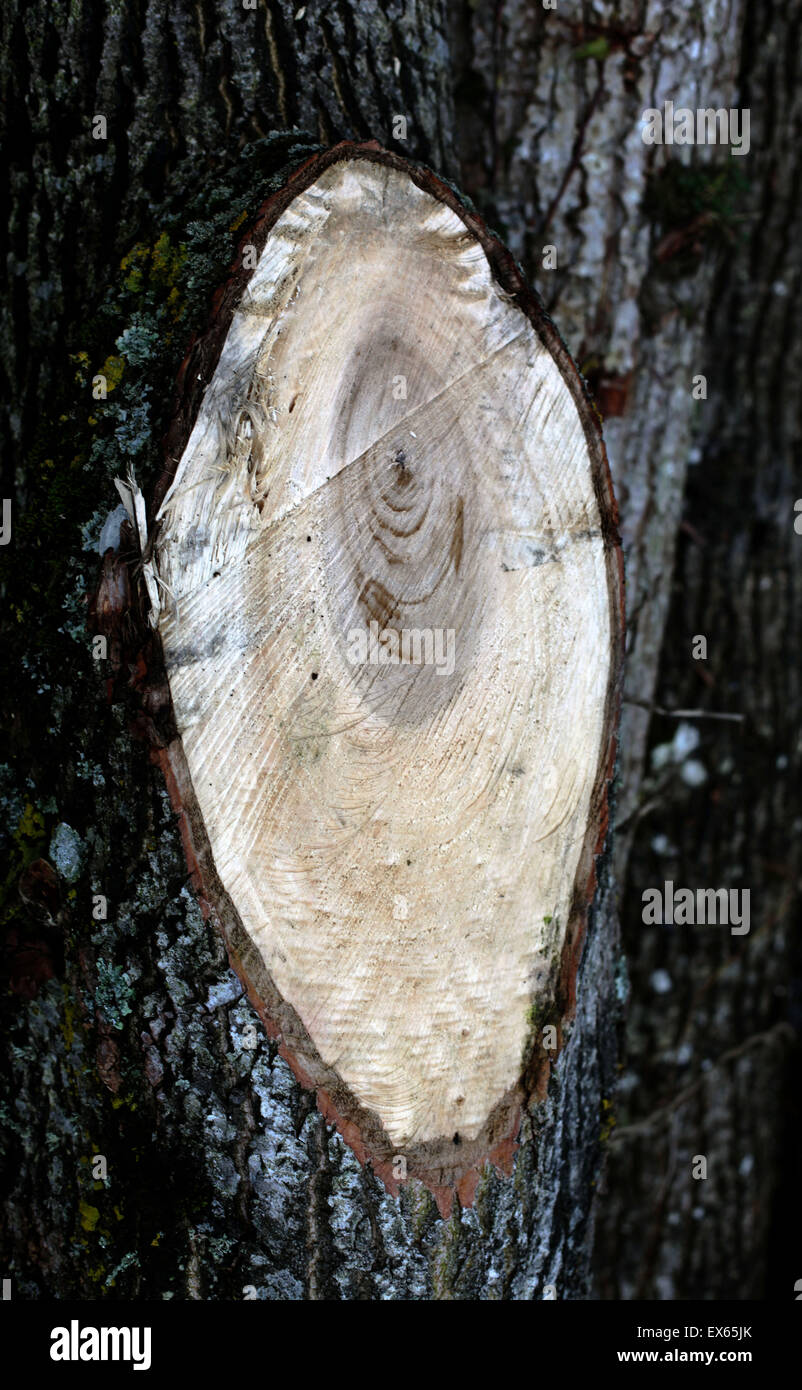 Calculating the age of a tree hi-res stock photography and images - Alamy