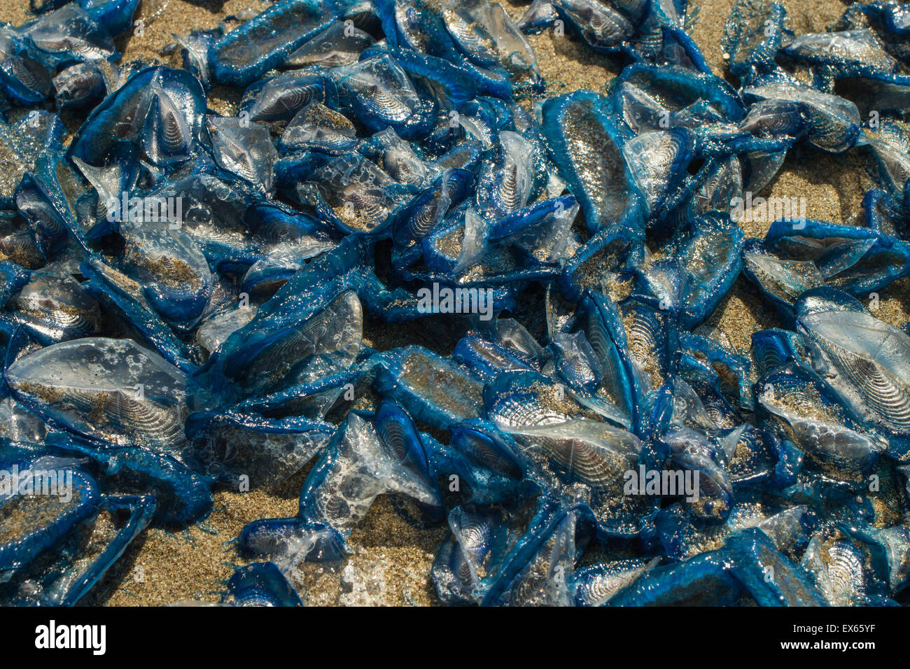 velella, sea raft, by-the-wind sailor, purple sail, little sail, on the ...
