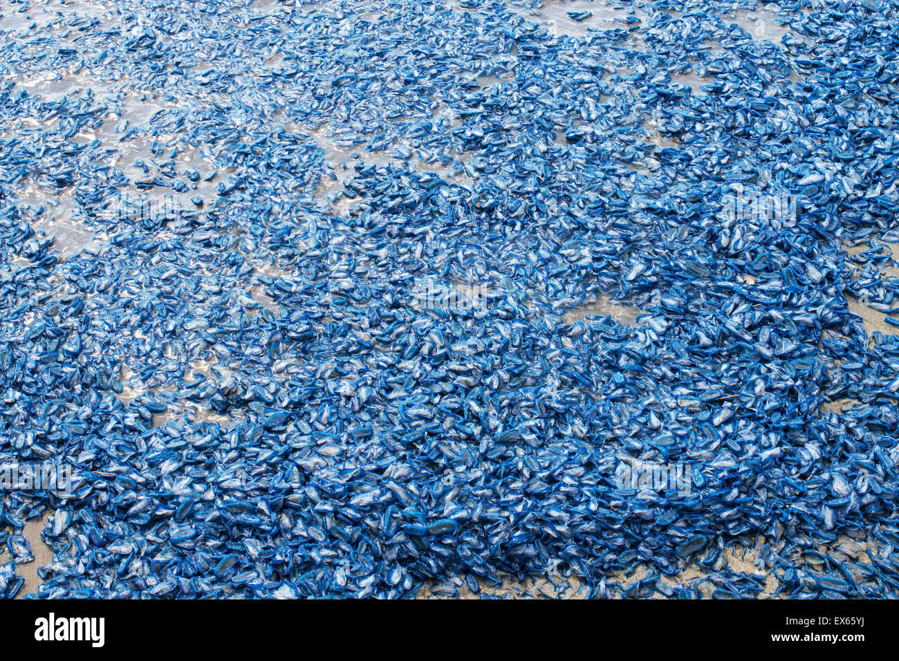 velella, sea raft, by-the-wind sailor, purple sail, little sail, on the ...