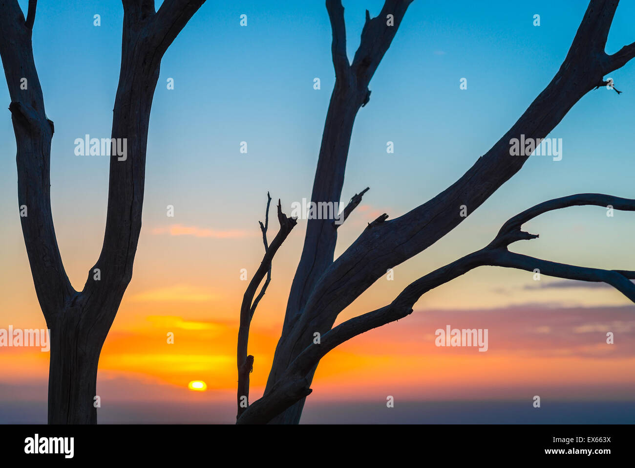 Dried tree in the desert at sunset Stock Photo - Alamy