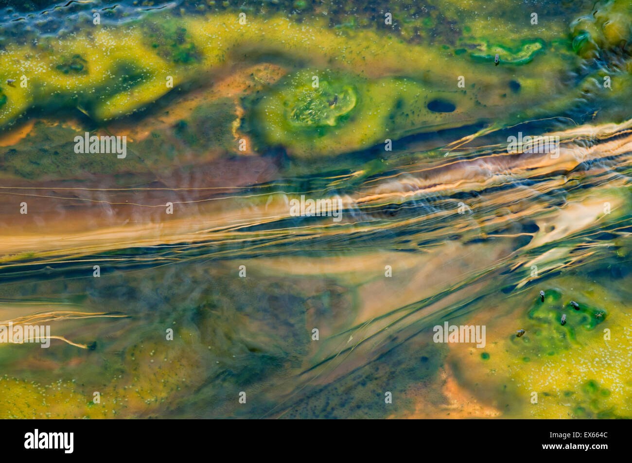 Algae and thermophilic microorganisms in hot springs in the Upper ...