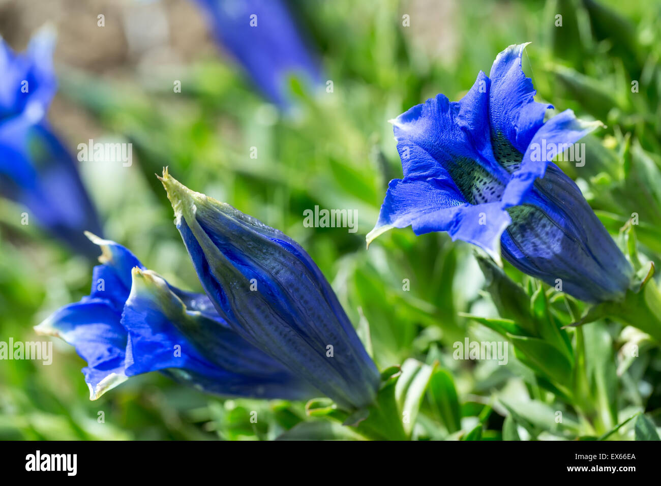 Trumpet gentiana blue spring flower in garden for background Stock ...