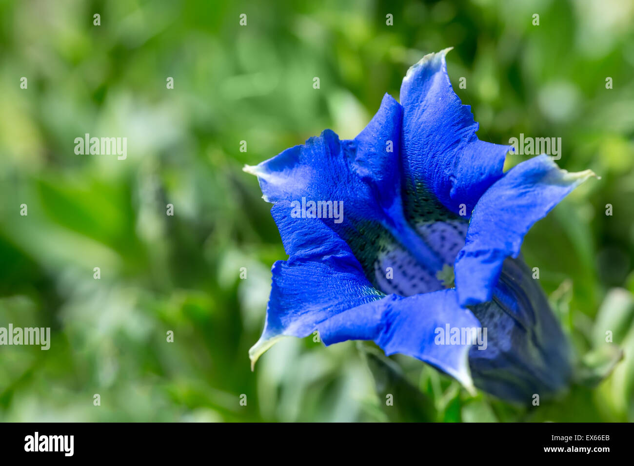 Trumpet gentiana blue spring flower in garden for background Stock ...