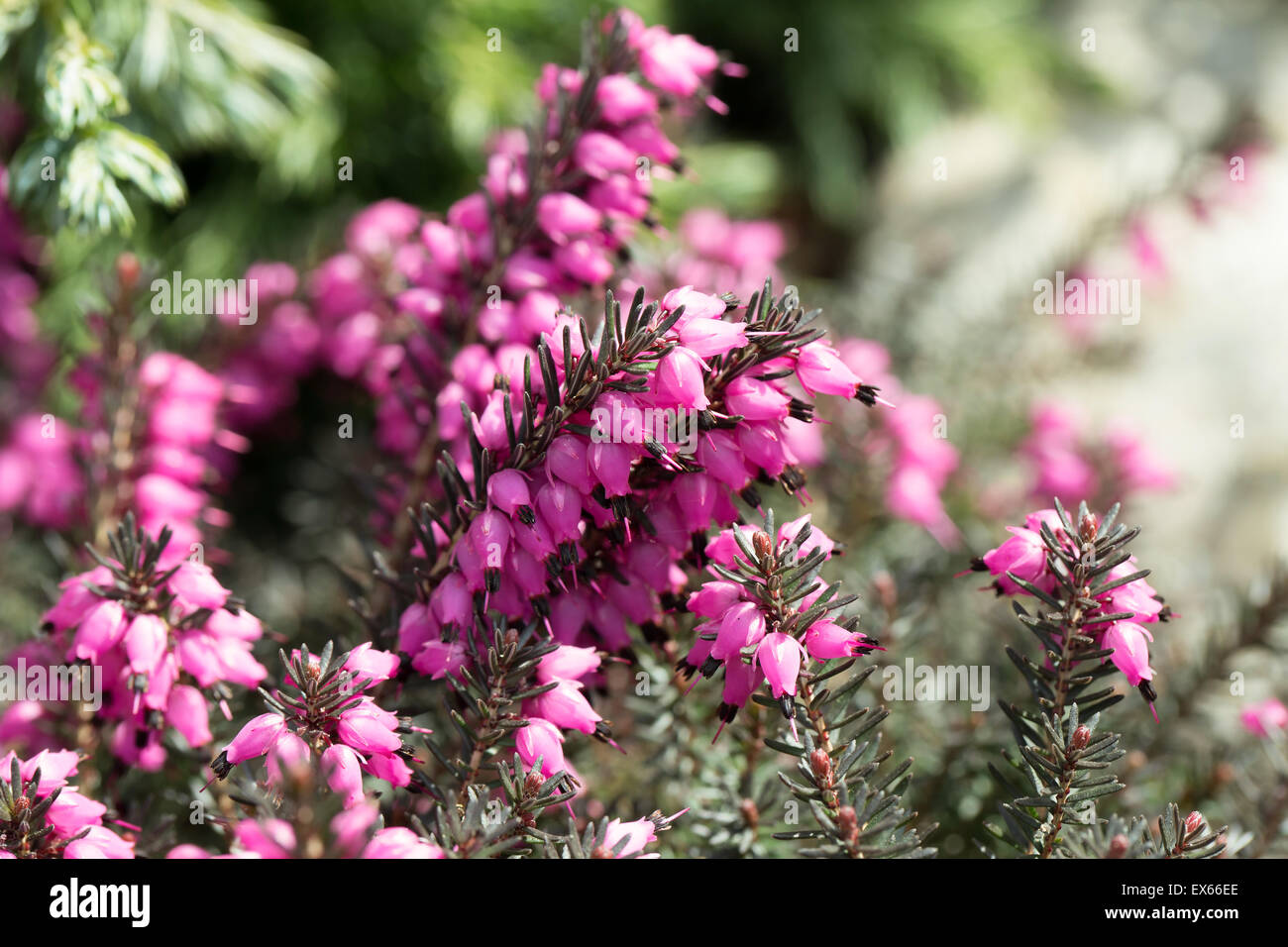Beautiful flowers Myretoun Ruby. Erica carnea, macro photo Stock Photo ...