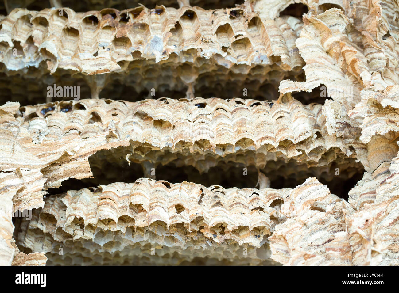 Close up of empty Wasp nest background or backdrop Stock Photo - Alamy