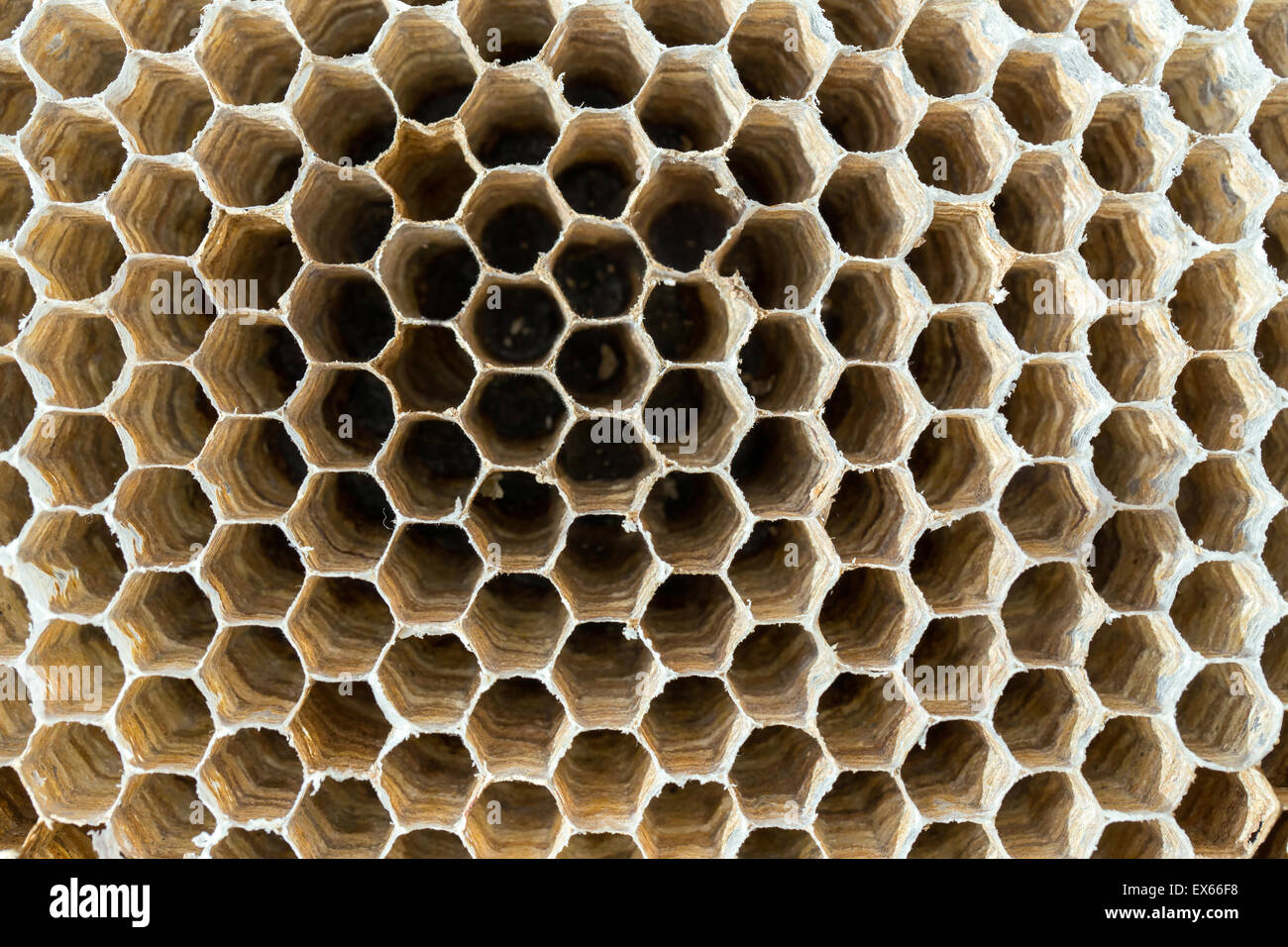 Close up of empty Wasp nest texture background or backdrop Stock Photo ...