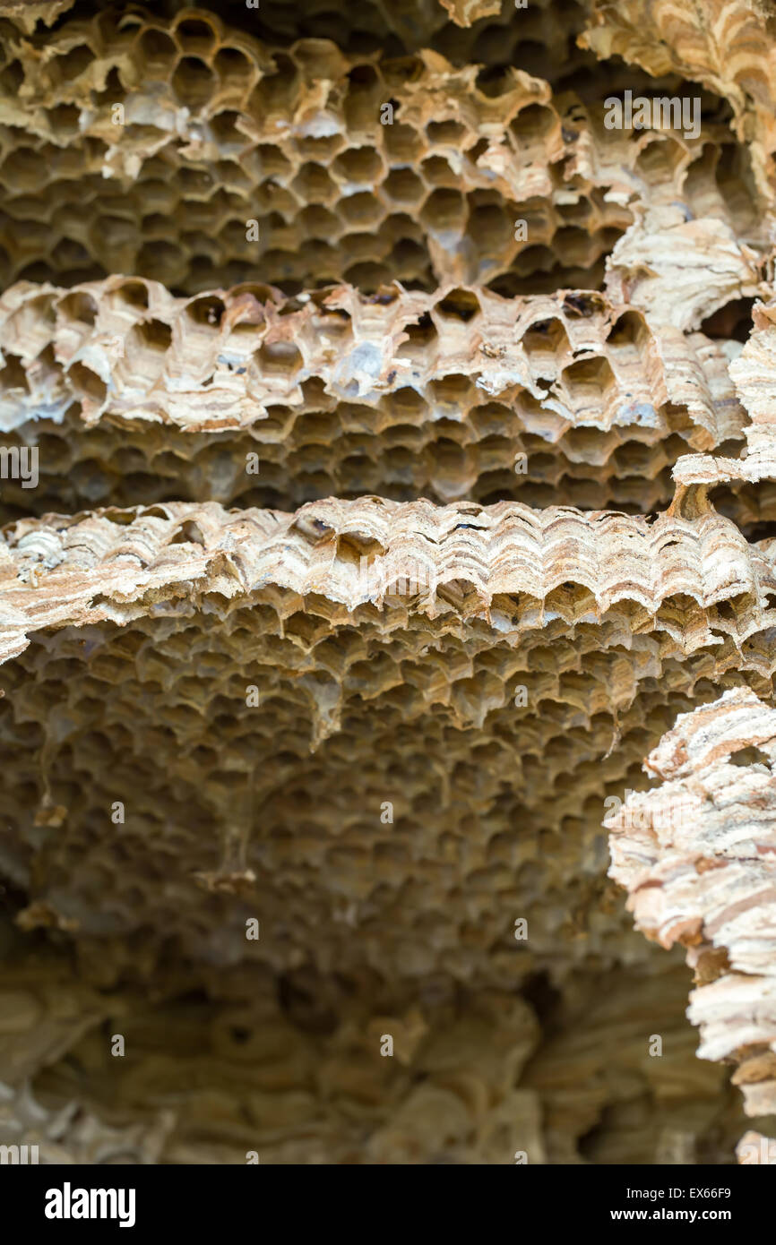 Close up of empty Wasp nest background or backdrop Stock Photo - Alamy