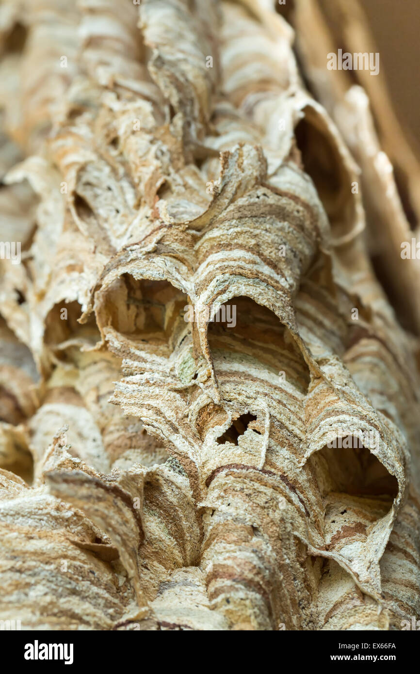 Close up of empty Wasp nest background or backdrop Stock Photo - Alamy