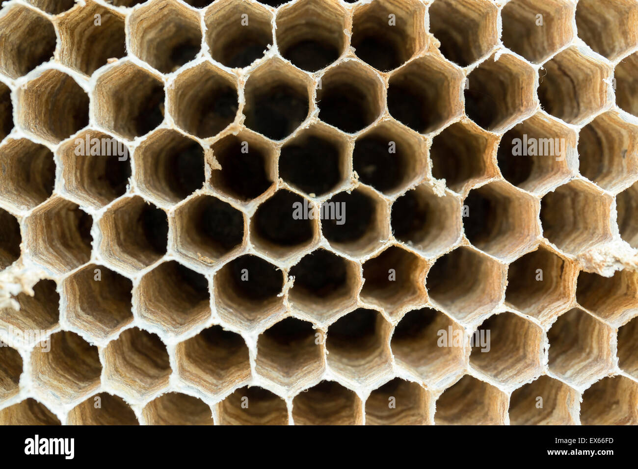 Close up of empty Wasp nest texture background or backdrop Stock Photo ...