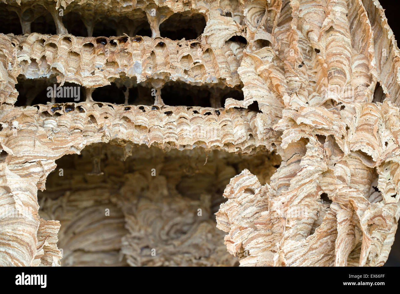 Close up of empty Wasp nest background or backdrop Stock Photo - Alamy