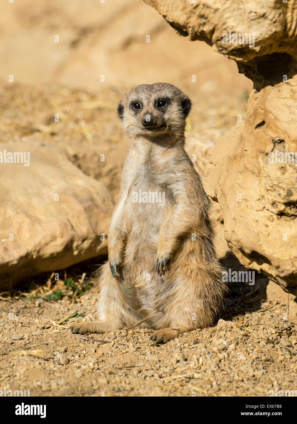 Meerkat enjoying the sunshine on guard duty Stock Photo - Alamy
