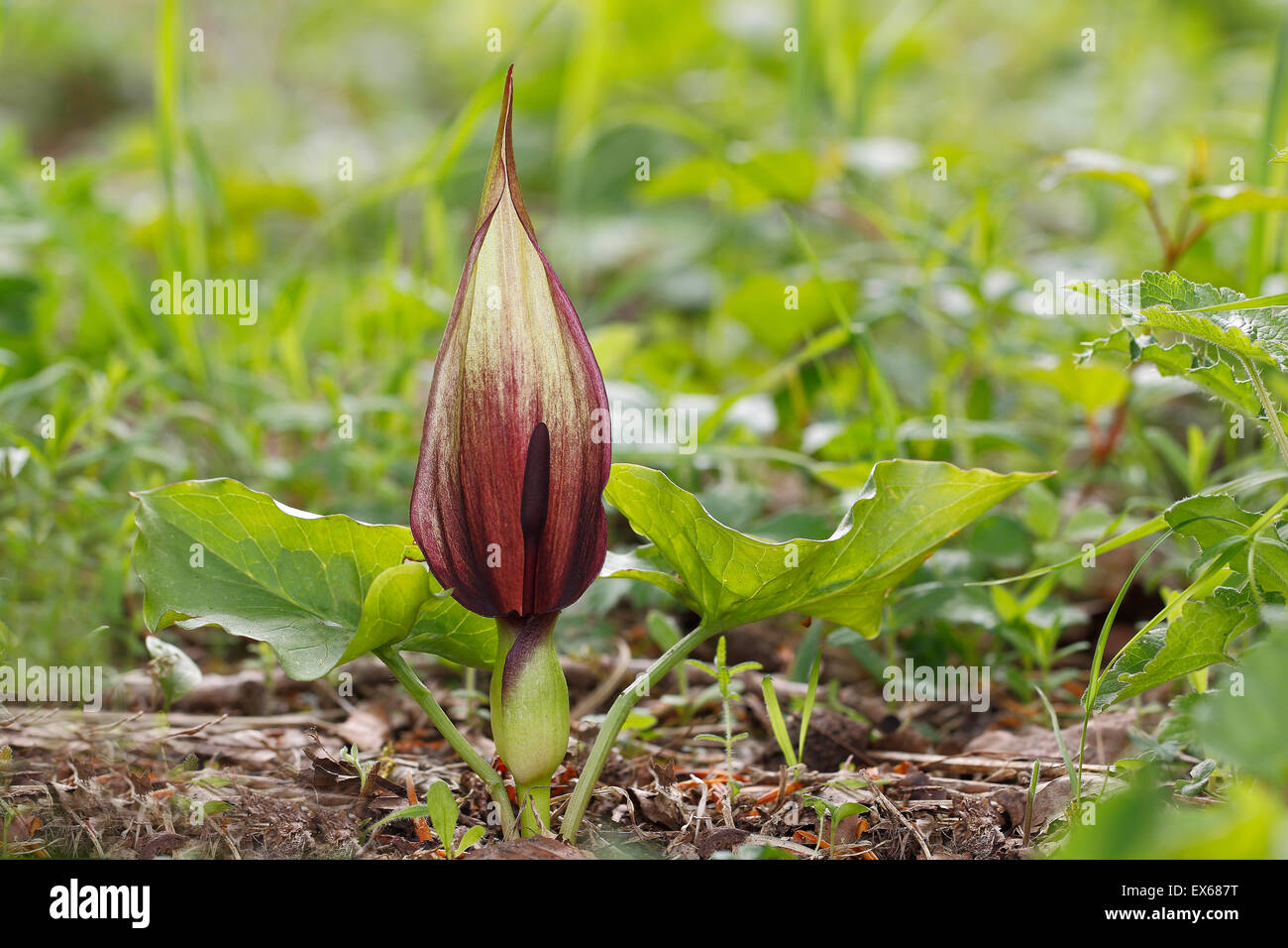 Wild Arum (Arum maculatum), flowering, Mackenberg nature reserve, North ...