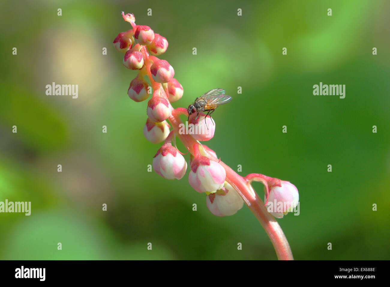 Snowline Wintergreen (Pyrola minor), flowering, Malscheid nature ...