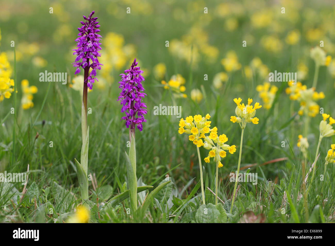 Early-purple Orchid (Orchis mascula) flowering, amidst Common Cowslip ...