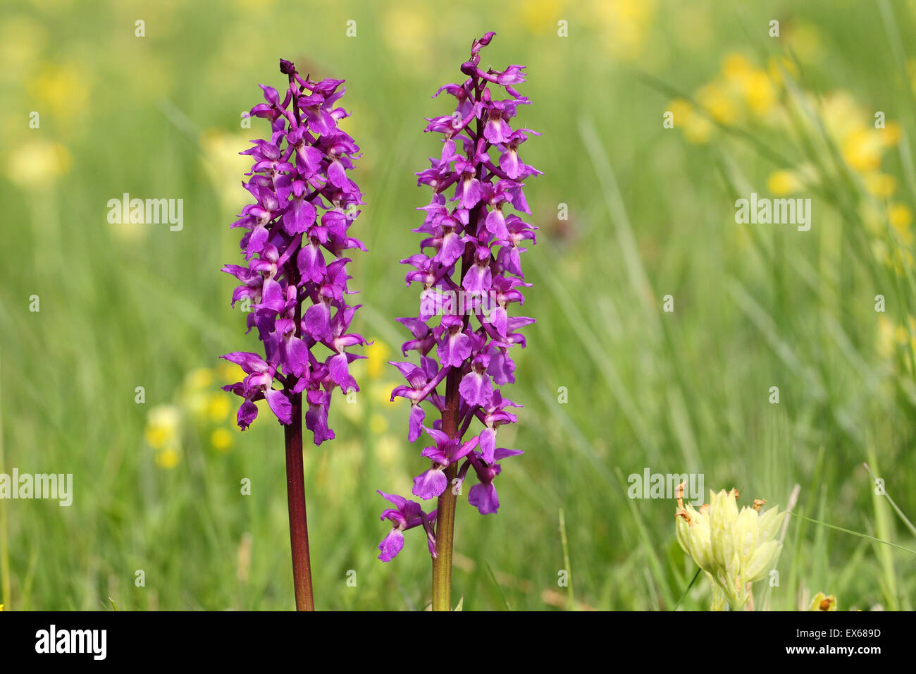 Early-purple Orchid (Orchis mascula) flowering, amidst Common Cowslip ...