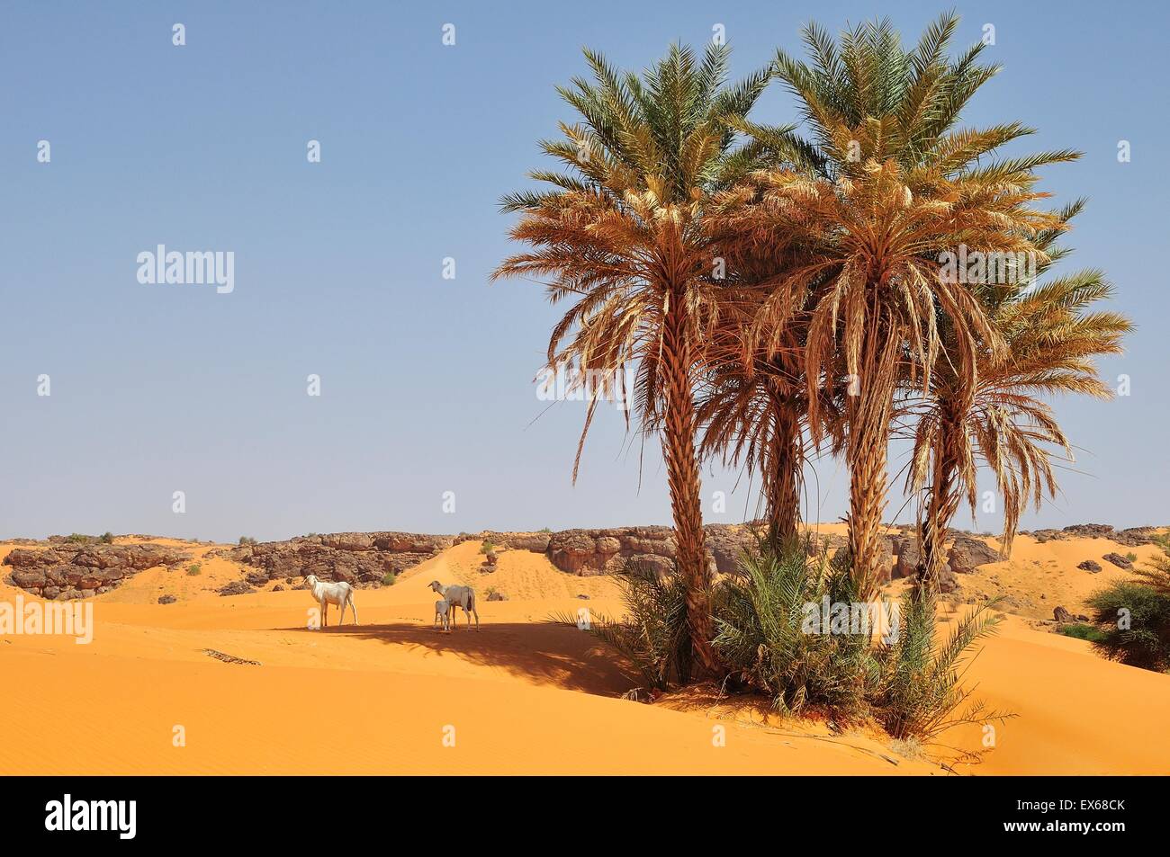 Tagant region hi-res stock photography and images - Alamy